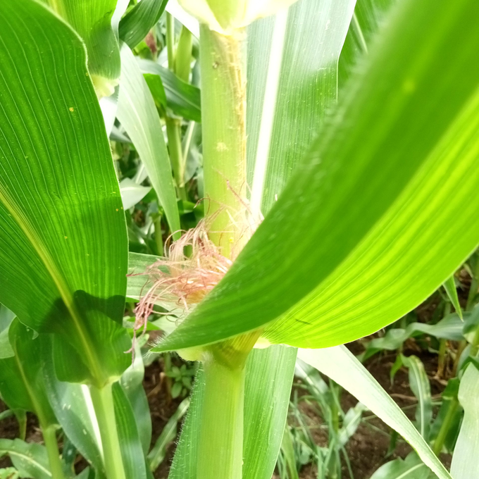 Corn_disease_detection Object Detection Dataset by Project Thesis