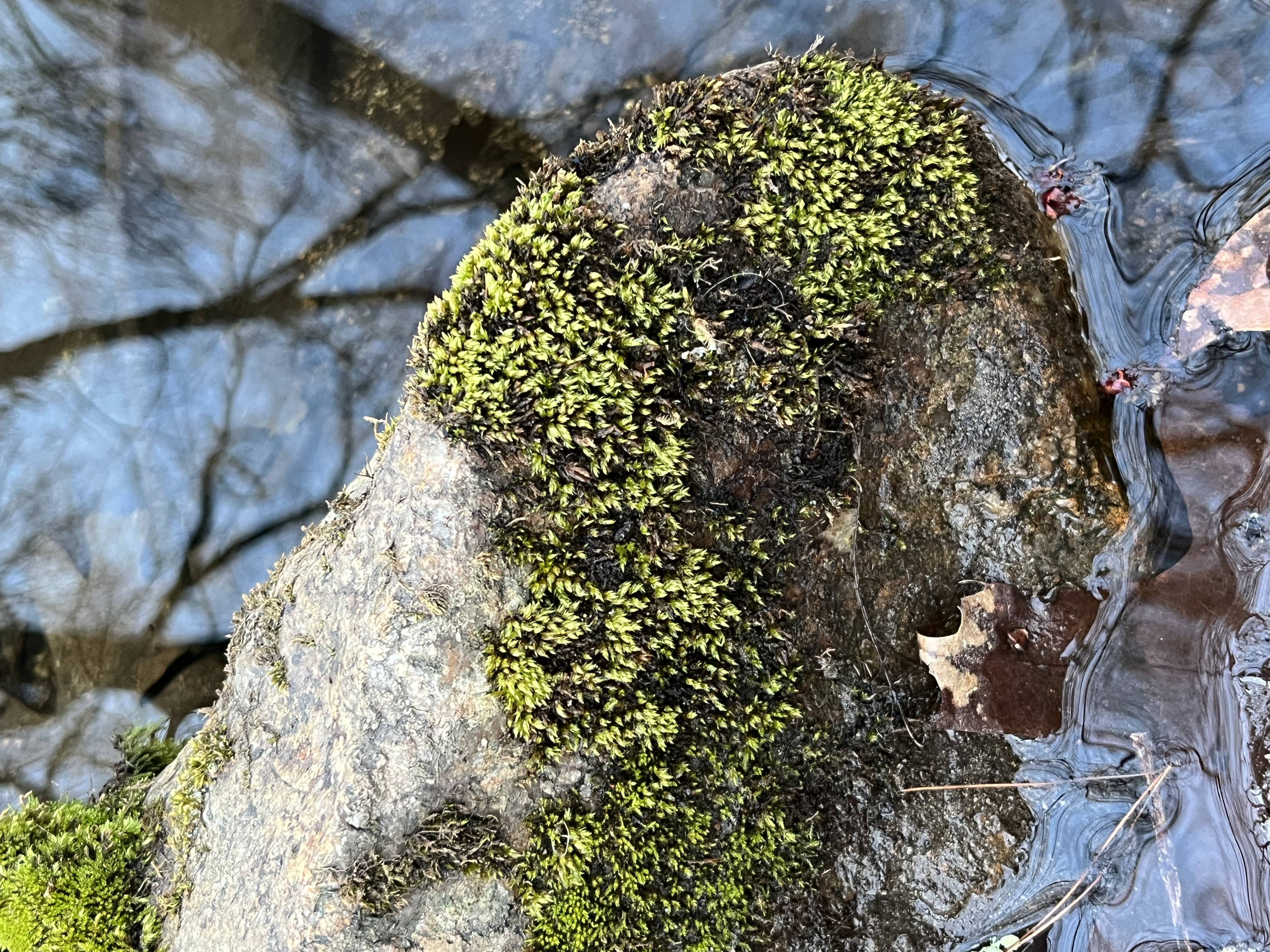 Grass/Moss Detector Object Detection Dataset and Pre-Trained Model by ...