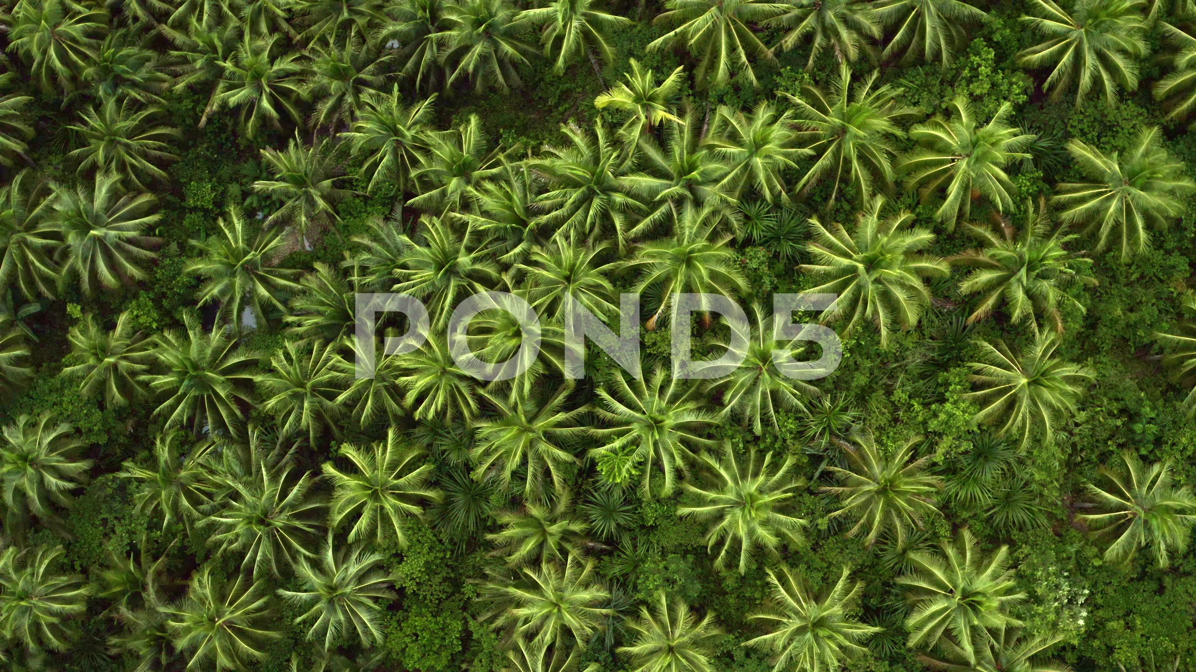 Coconut-tree Detector Object Detection Dataset by Kevonteh Brown