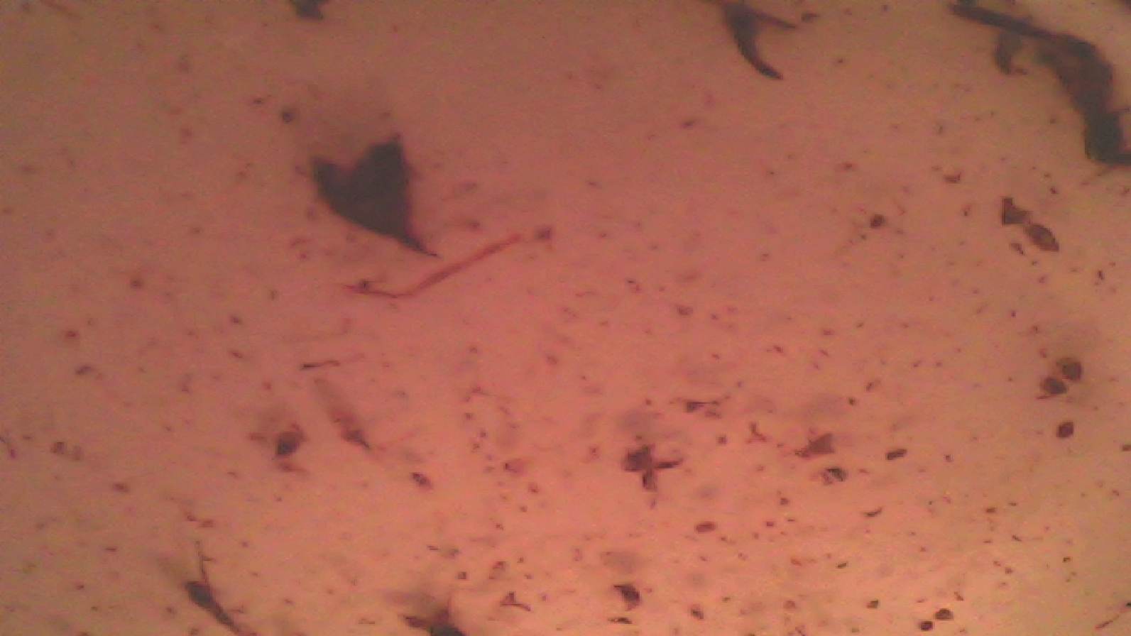 Microplastics detection Object Detection Dataset and Pre-Trained Model ...