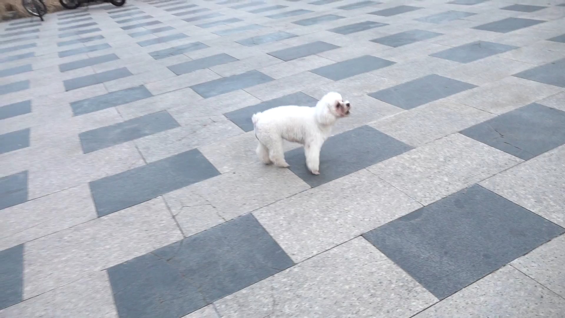 WB dog Object Detection Dataset and Pre-Trained Model by Jaturong Jaitrong