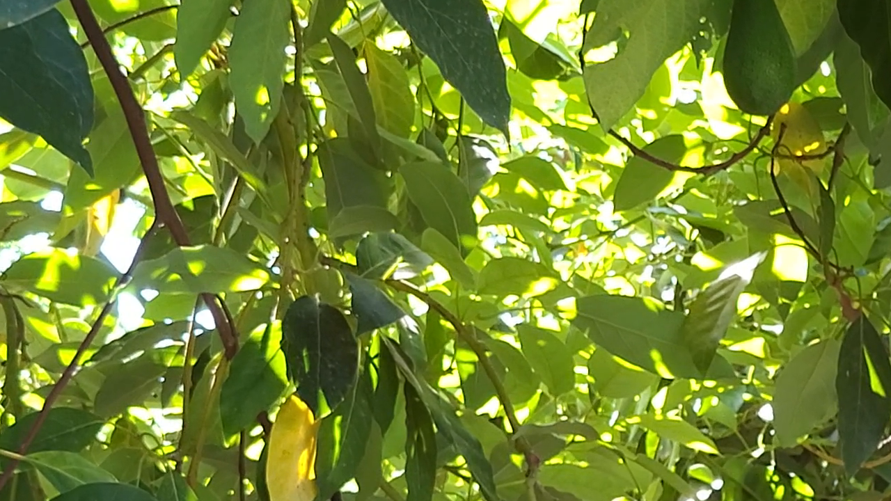 Avocado Object Detection Dataset By Project