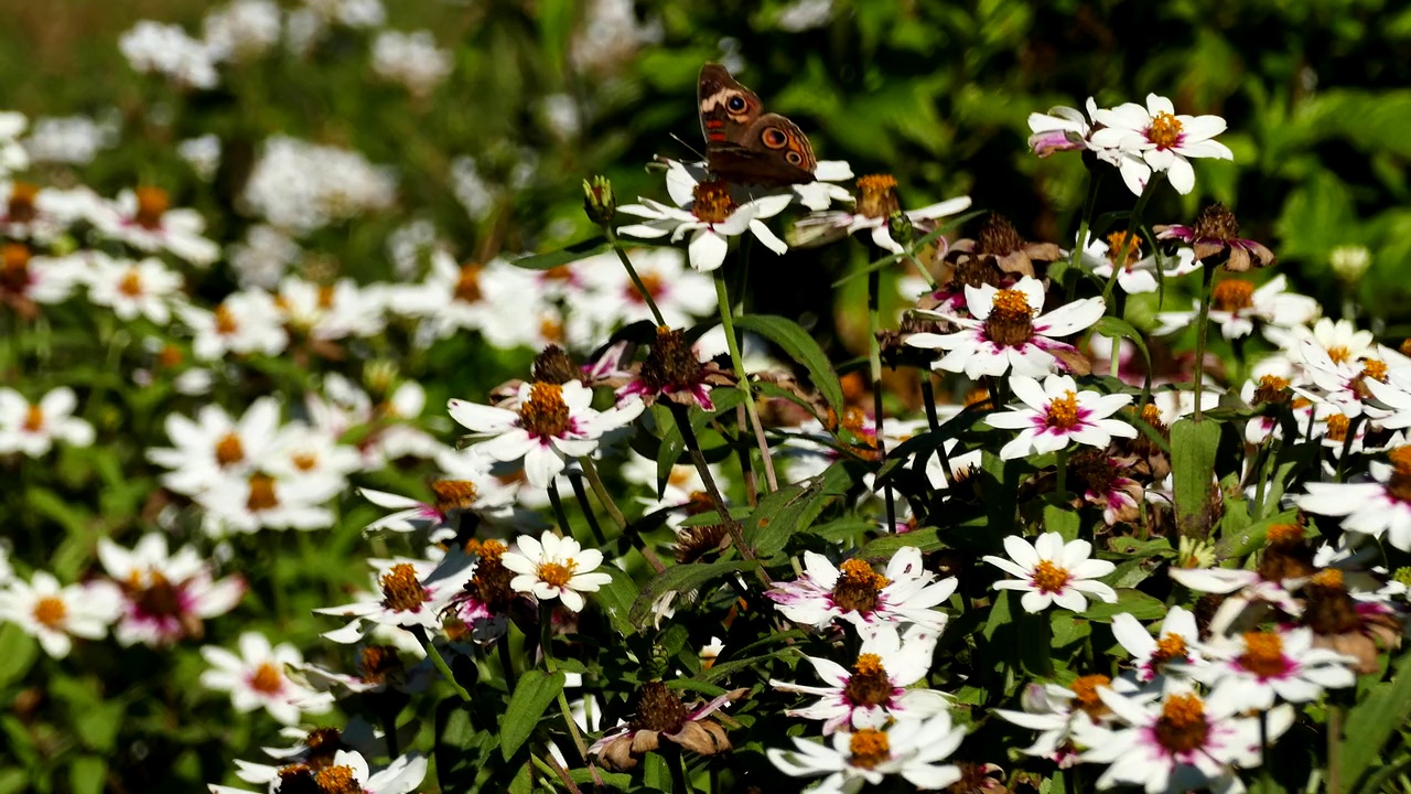 Insect Detection Object Detection Dataset By Practice