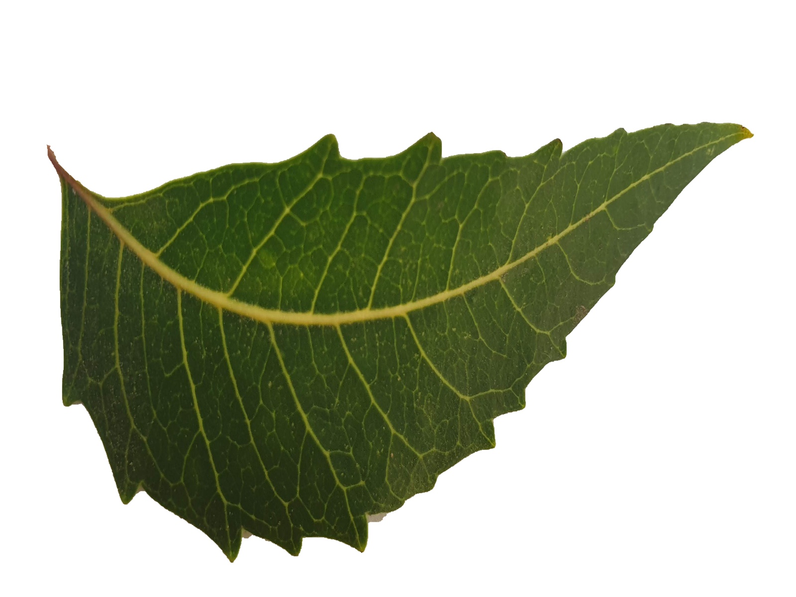 RAIT (rait-x0uou) - Roboflow Universe