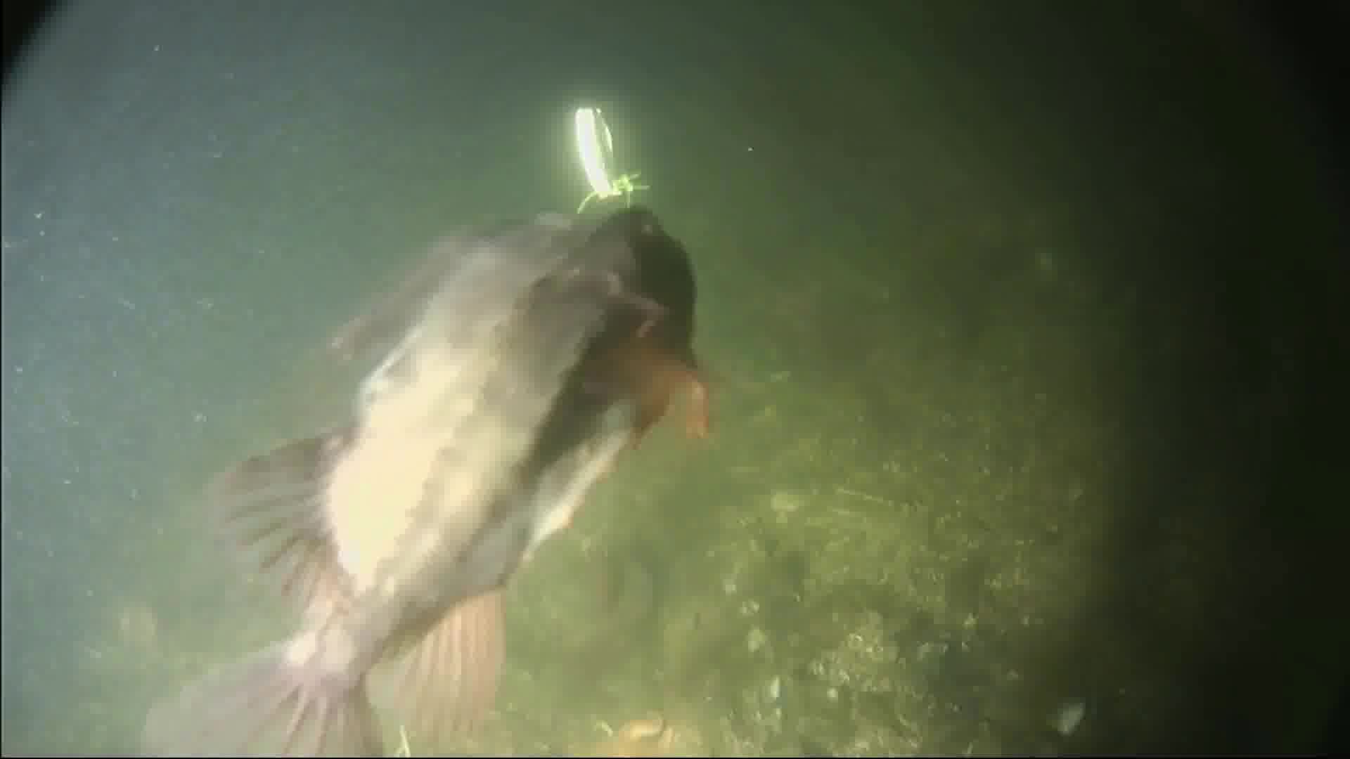 Brackish Underwater Object Detection Dataset and Pre-Trained Model by ...