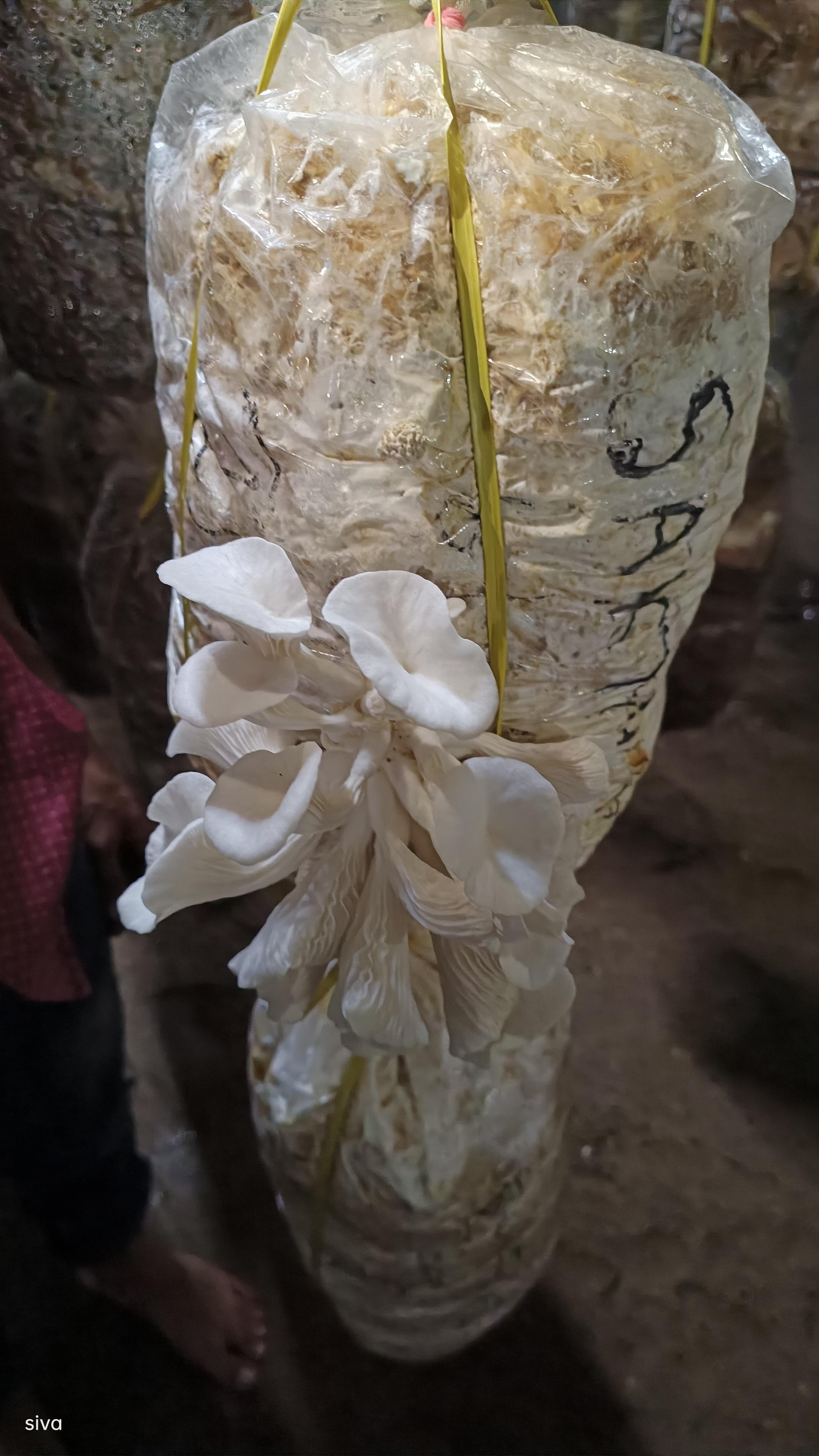 Mushroom Instance Segmentation Dataset By Ap