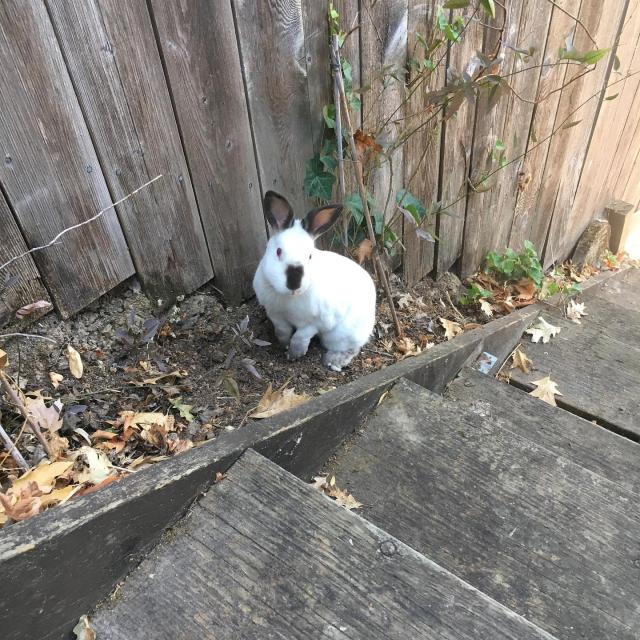 PD2 (pd2-h7bmt) - Roboflow Universe