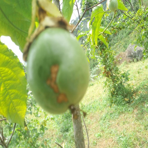 Makerere Passion Fruit Disease Detection Object Detection Dataset By Wassim Henia