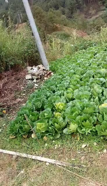 Cabbage Testing Object Detection Dataset By Tes