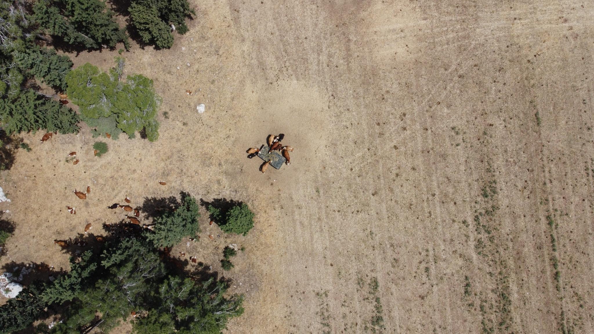 shenkar (shenkar-1d8w5) - Roboflow Universe