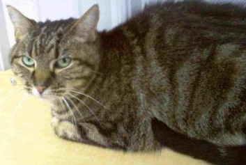 Cat Object Detection Dataset by Aleksander V Eriksen