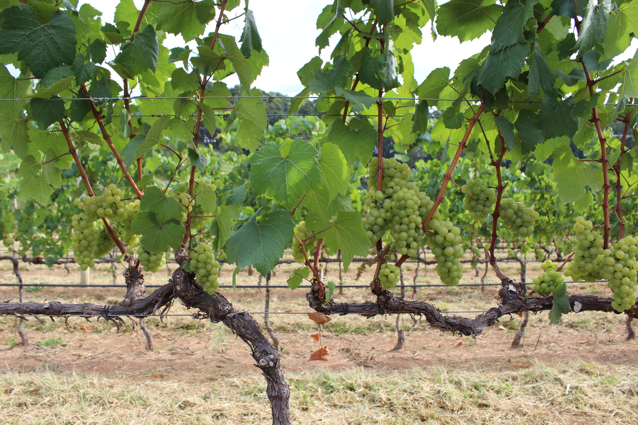 Grape-seg-yamaha Object Detection Dataset by grape segmentation