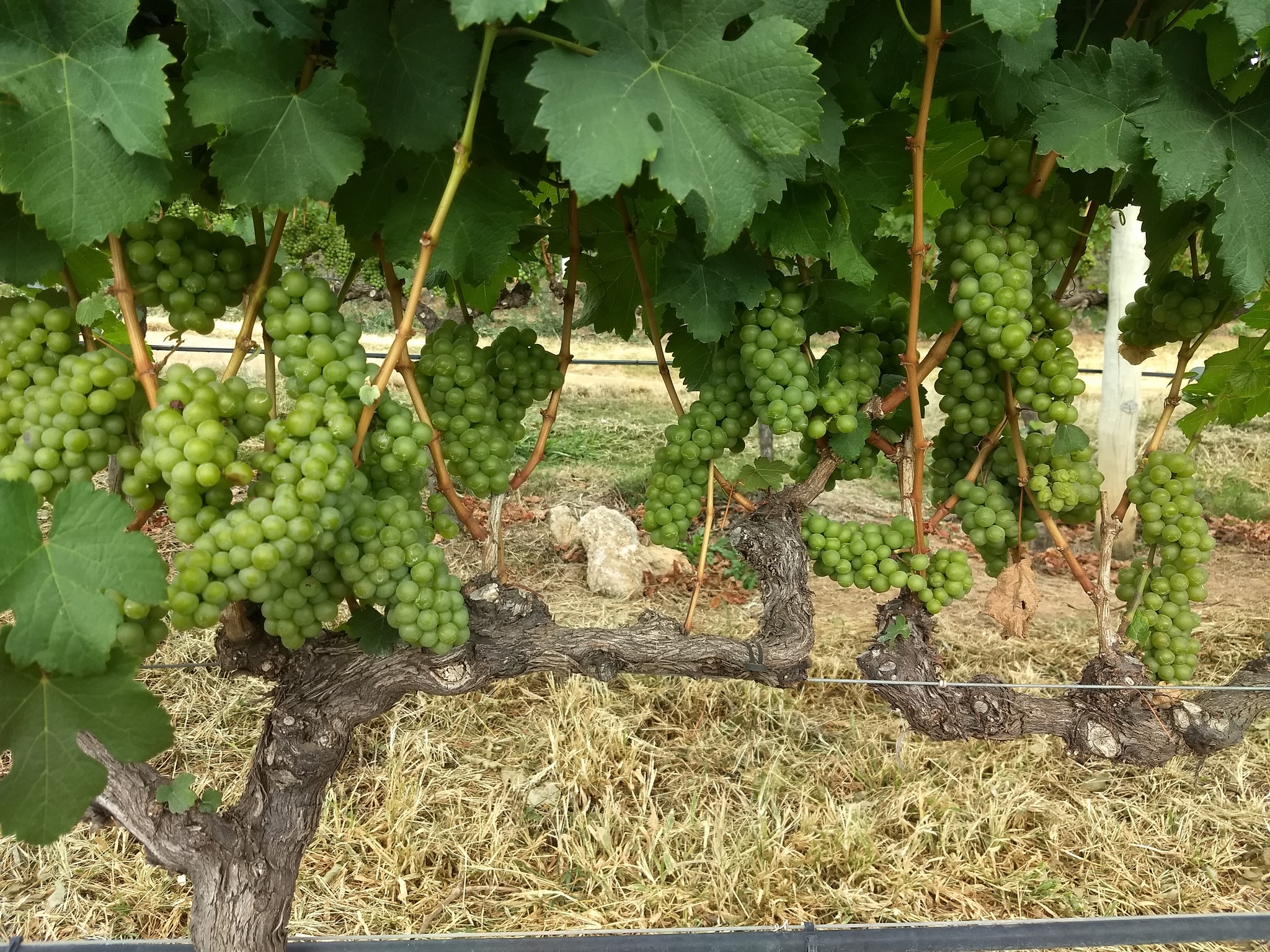 grape segmentation Object Detection Dataset by grape segmentation