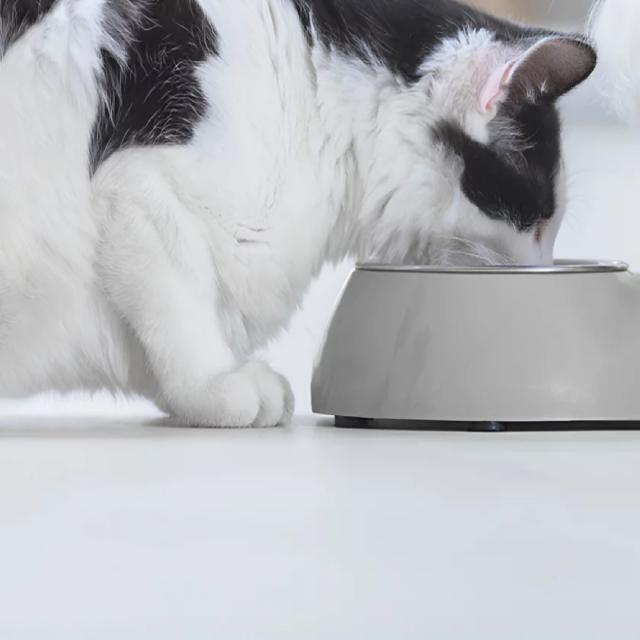 How to Use the Object Detection Object Detection API