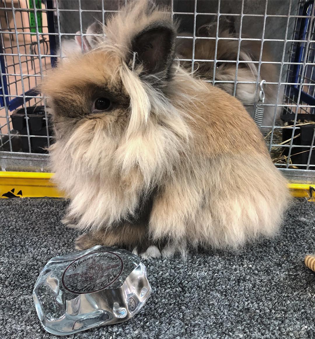 lionhead rabbits Object Detection Dataset by rbc 1k