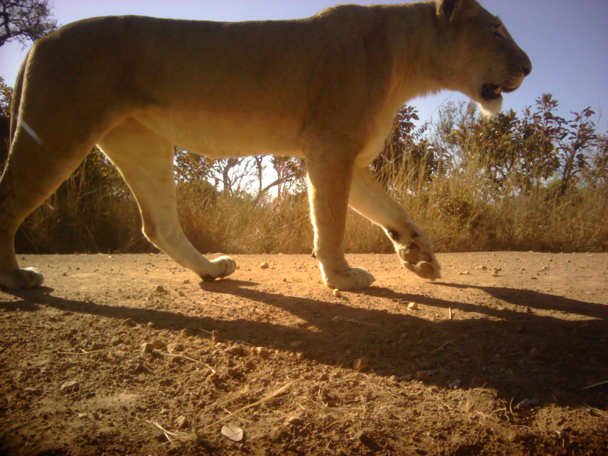 lion Object Detection Dataset by leopardidentification