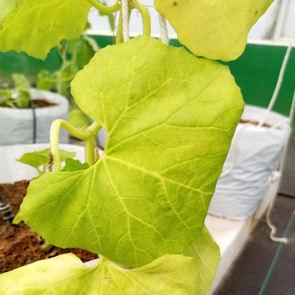 gh-melon ver2 Object Detection Dataset and Pre-Trained Model by jidanfikri