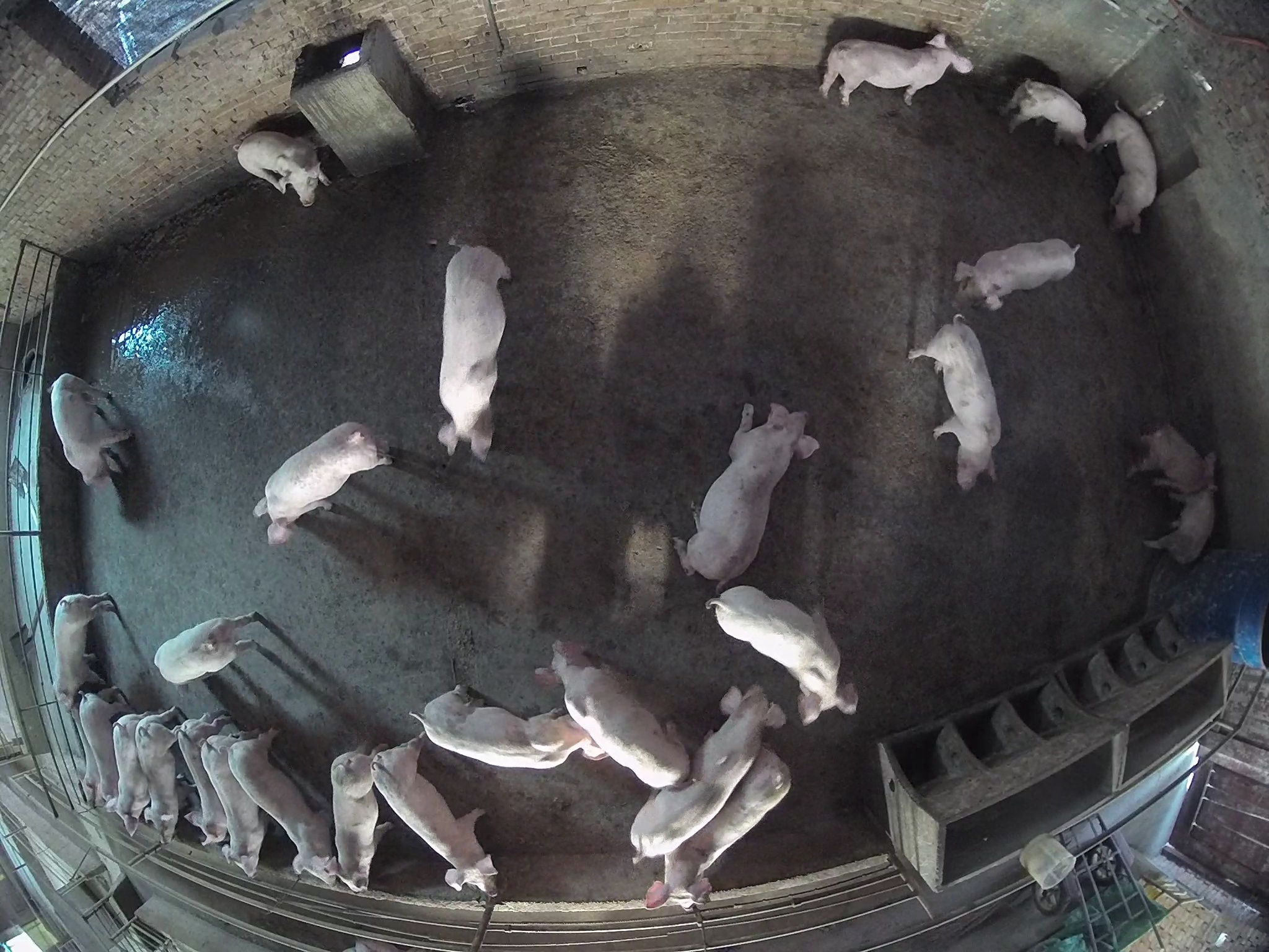 Pig Detection Object Detection Dataset and Pre-Trained Model by Melodylyj