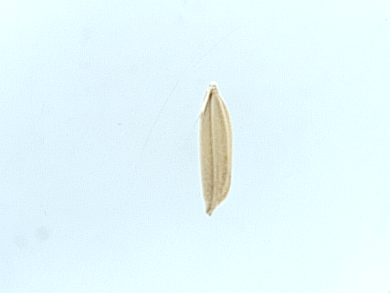 Rice Classification Dataset V1 2023 08 05 11 34pm By Kmitl