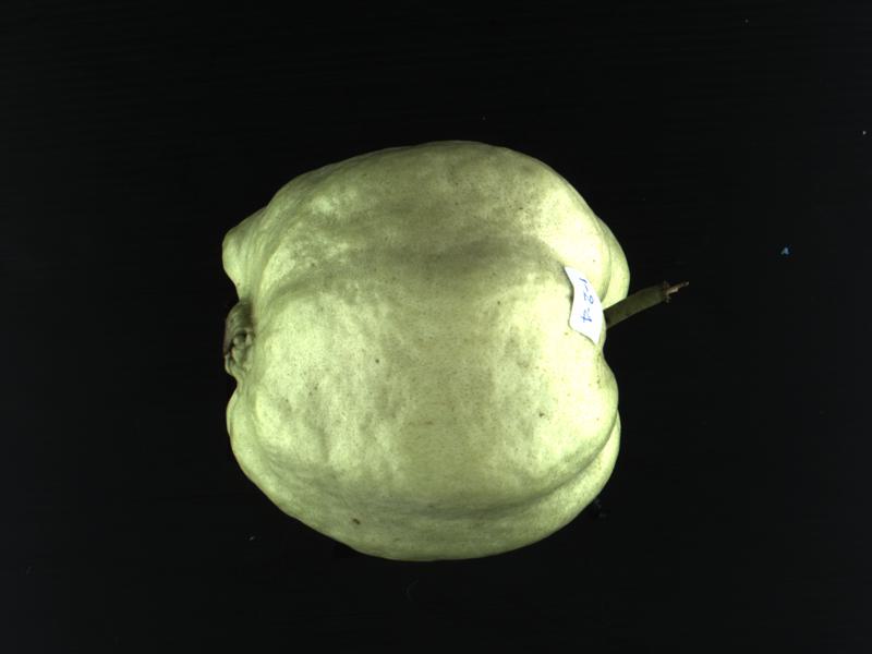 How to Use the Guava Bruise Classification API