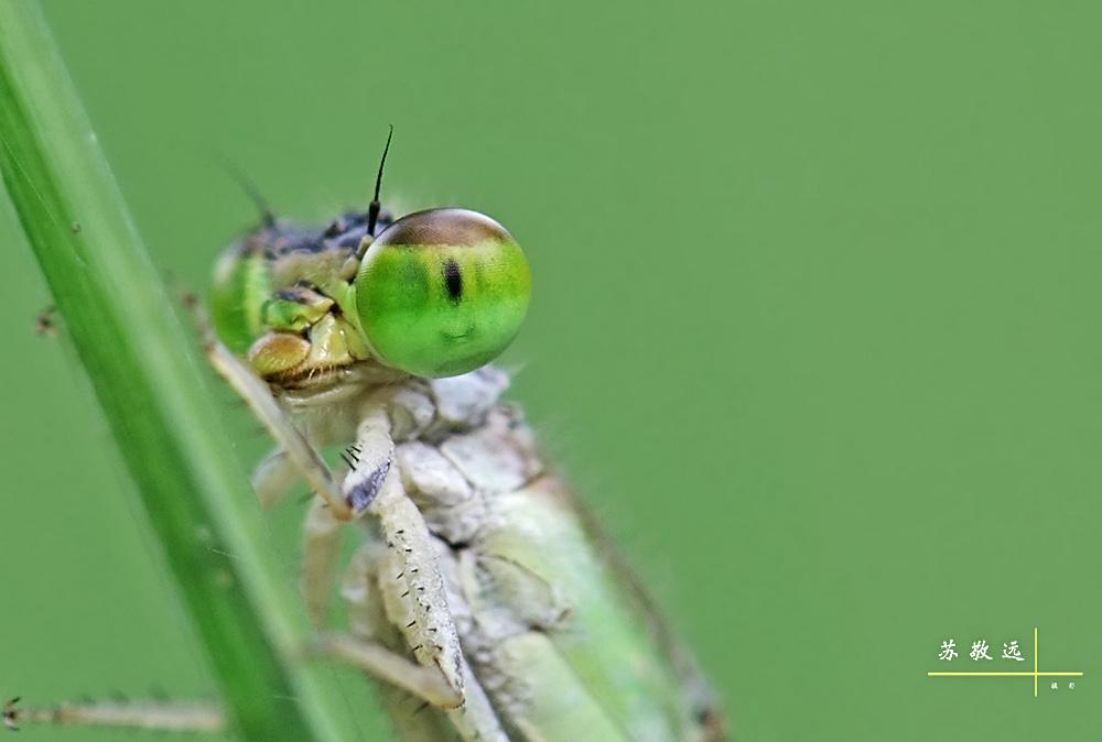 Philippine Rice Pests Object Detection Dataset and Pre-Trained Model by ...