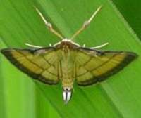 Philippine Rice Pests Object Detection Dataset and Pre-Trained Model by ...