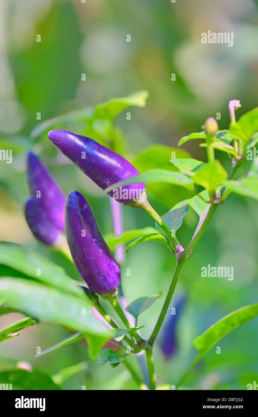 purple chilli Object Detection Dataset by yolov5