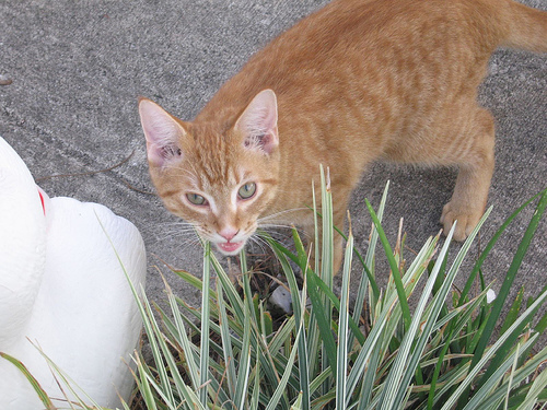 Object Detection Cats Object Detection Dataset And Pre Trained Model By