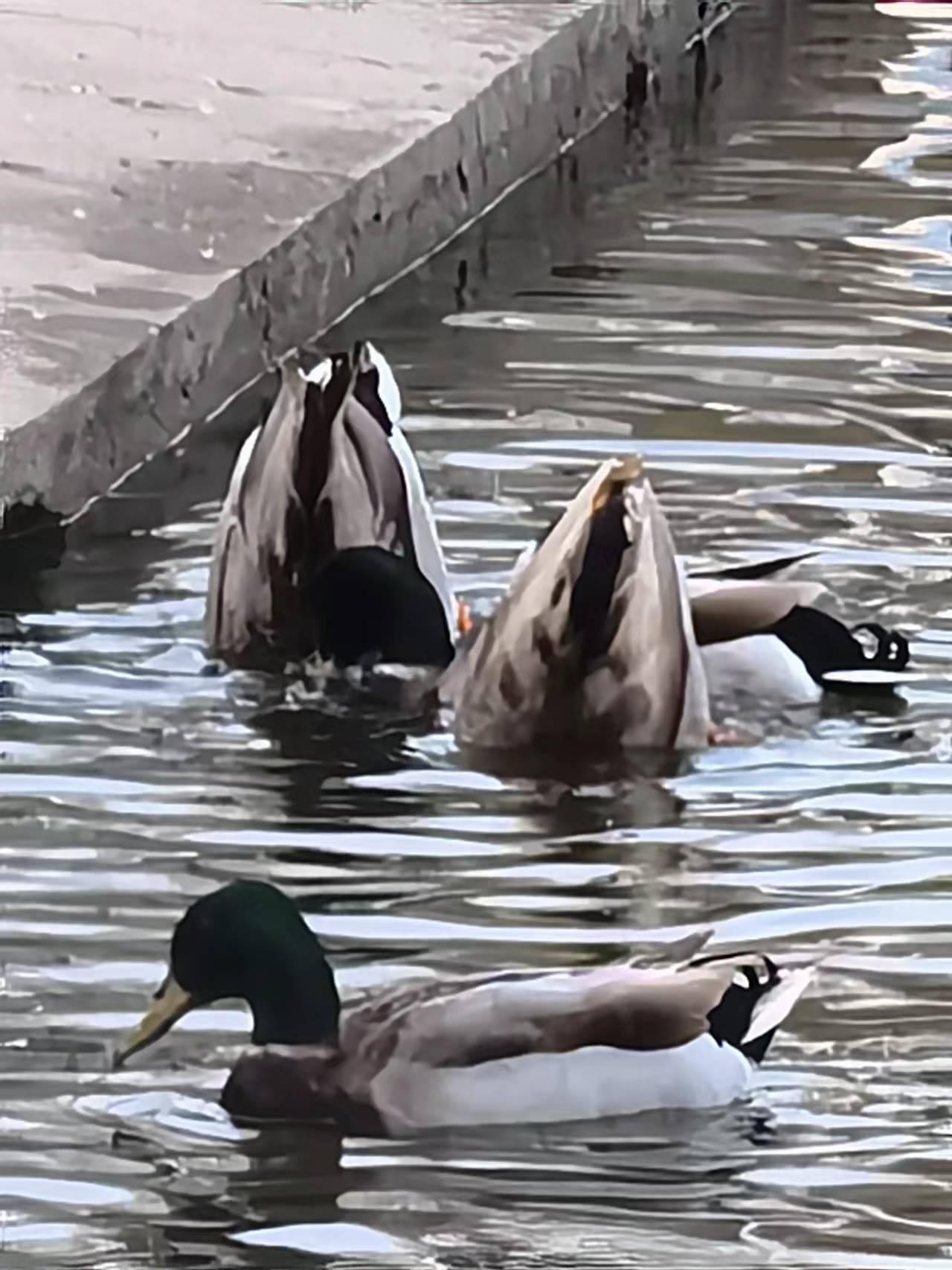 duck Object Detection Dataset and Pre-Trained Model by yolov8obj