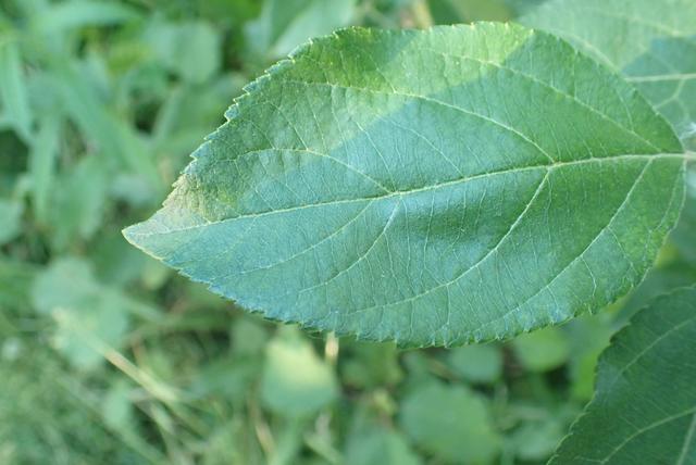 Daun Classification Dataset and Pre-Trained Model by Joevega24