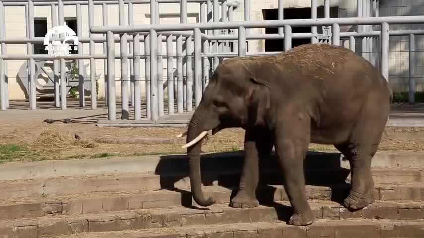 Animals-YoloV5 Object Detection Dataset and Pre-Trained Model by krisna rengga