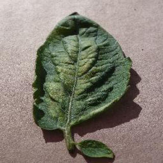 How To Use The Detecting Diseases Object Detection Api