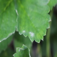 Detecting diseases Object Detection Dataset and Pre-Trained Model by Artificial Intelligence