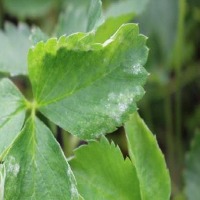 Detecting diseases Object Detection Dataset and Pre-Trained Model by Artificial Intelligence