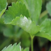 Detecting diseases Object Detection Dataset and Pre-Trained Model by Artificial Intelligence