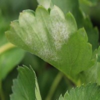 Detecting diseases Object Detection Dataset and Pre-Trained Model by Artificial Intelligence