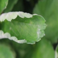 Detecting diseases Object Detection Dataset and Pre-Trained Model by Artificial Intelligence