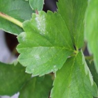 Detecting diseases Object Detection Dataset and Pre-Trained Model by Artificial Intelligence