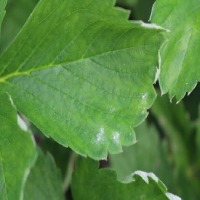 Detecting diseases Object Detection Dataset and Pre-Trained Model by Artificial Intelligence