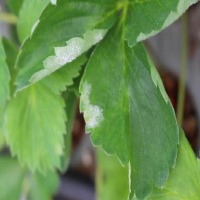 Detecting diseases Object Detection Dataset and Pre-Trained Model by Artificial Intelligence