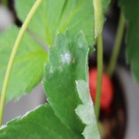 Detecting diseases Object Detection Dataset and Pre-Trained Model by Artificial Intelligence