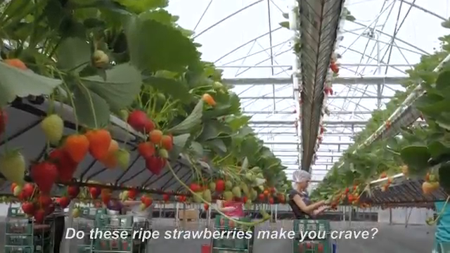 strawberries pedro Semantic Segmentation Dataset and Pre-Trained Model by JJB object detection ...