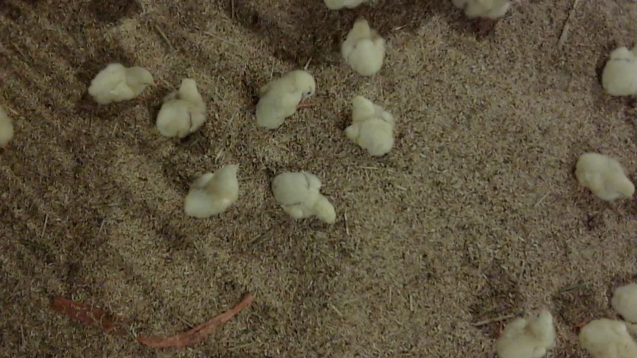 chicken detection Object Detection Dataset and Pre-Trained Model by ...