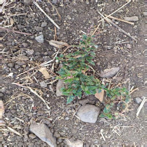 Weeddetectionproject Object Detection Dataset By Weed Detection