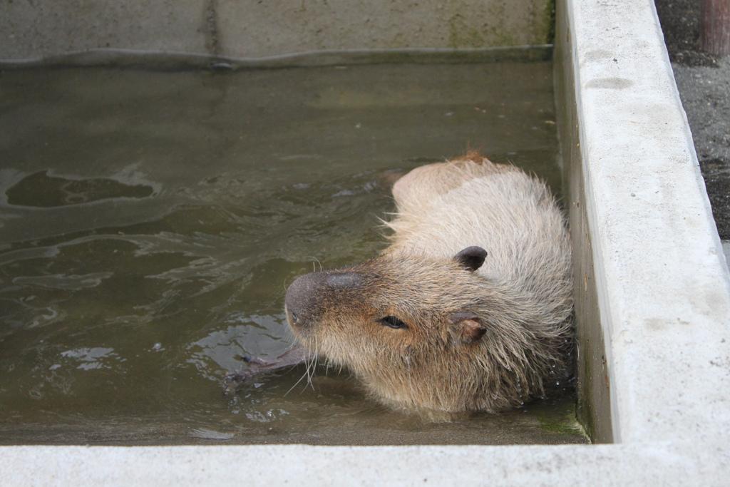 Capybara Face Object Detection Dataset By Project1373