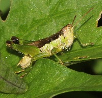 yolov5-insect detection Object Detection Dataset and Pre-Trained Model by school