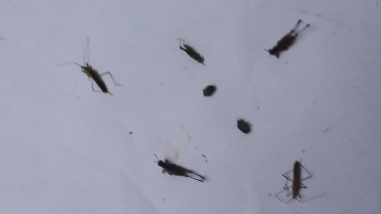 Pest Detection Object Detection Dataset And Pre Trained Model By School