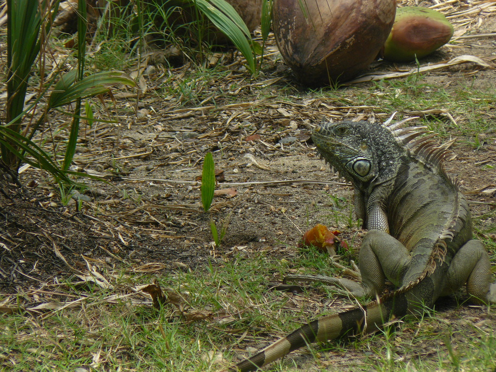 Lizard Object Detection Dataset by z Jeans Pig