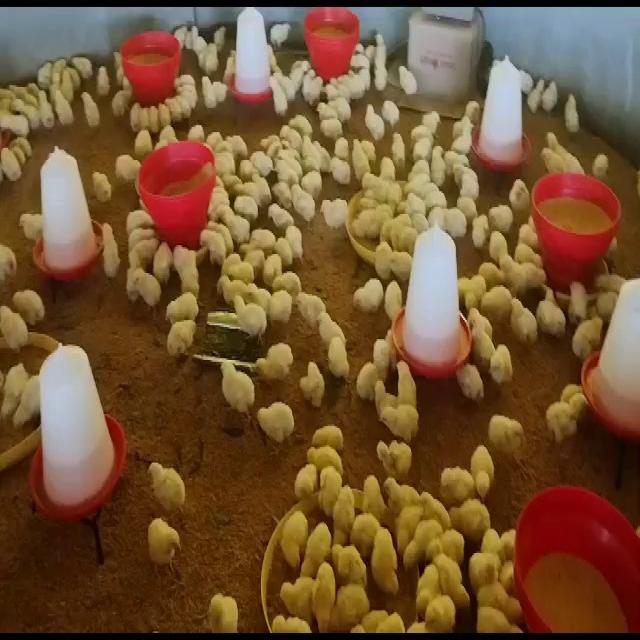 Bird Detection Object Detection Dataset By Gazala Khan