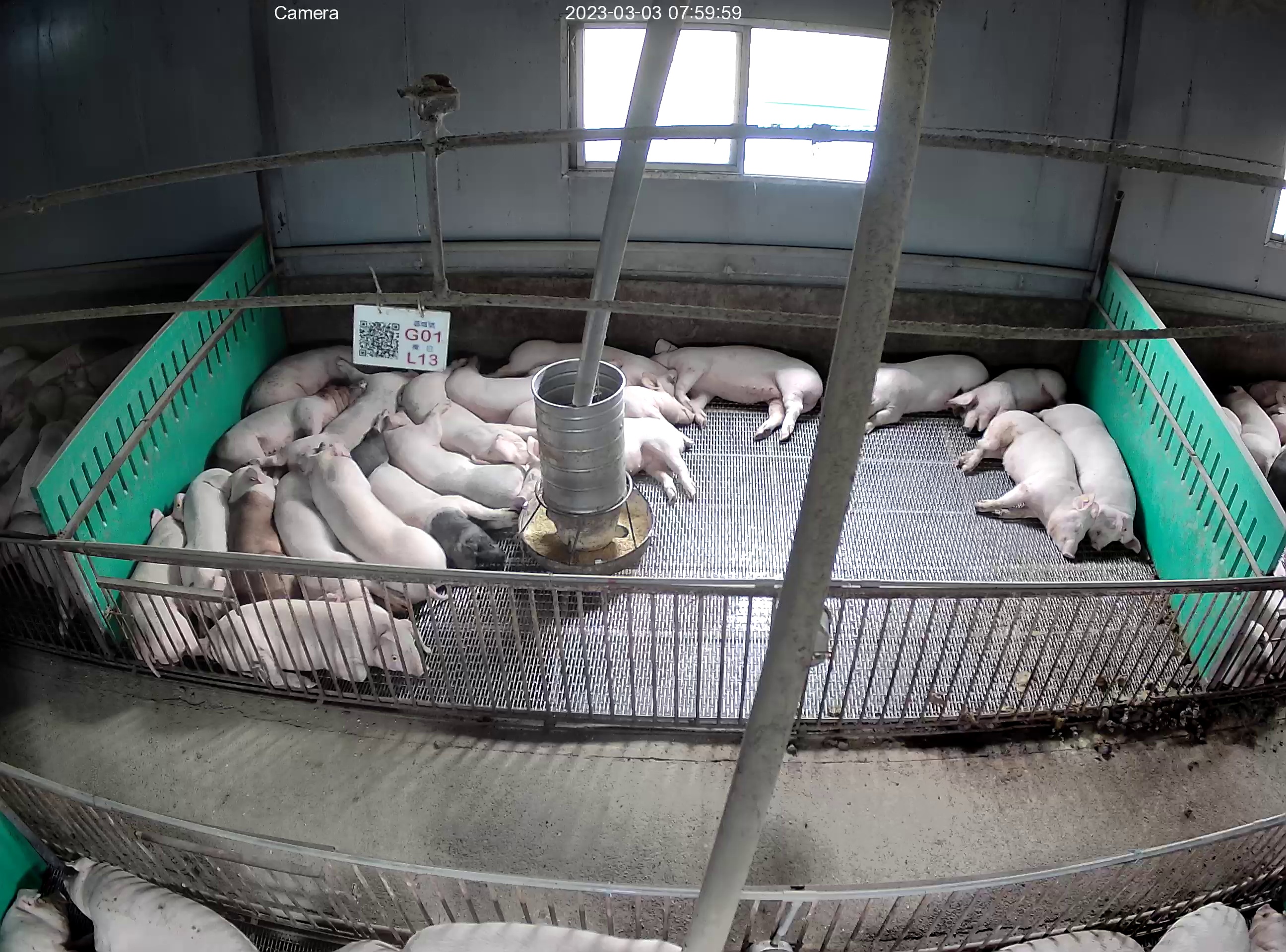 pig-YLH Object Detection Dataset by PFR